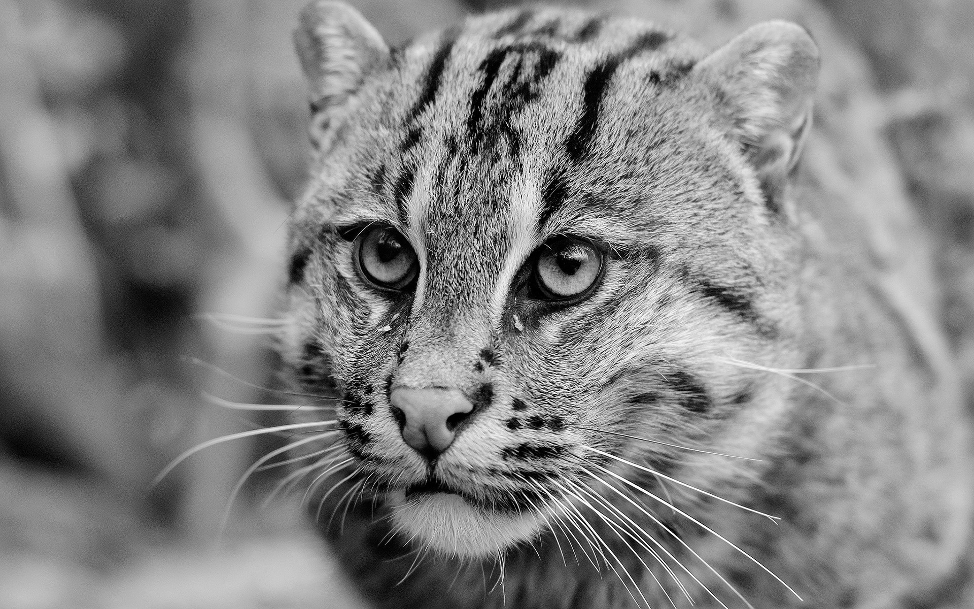 Wild Cat Wallpapers (70+ pictures) - WallpaperSet
