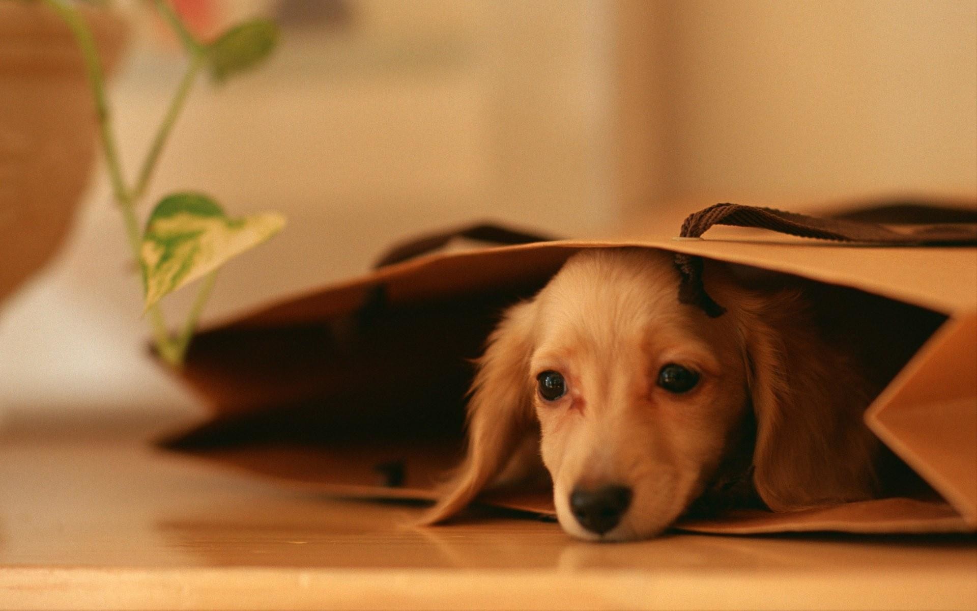 Weiner Dog Wallpaper (60+ pictures) - WallpaperSet