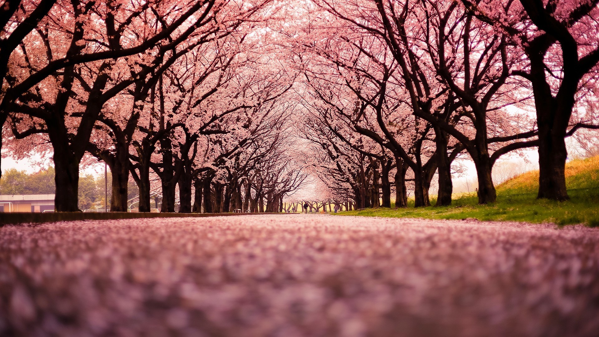 Pink Tree Wallpaper (60+ pictures) - WallpaperSet