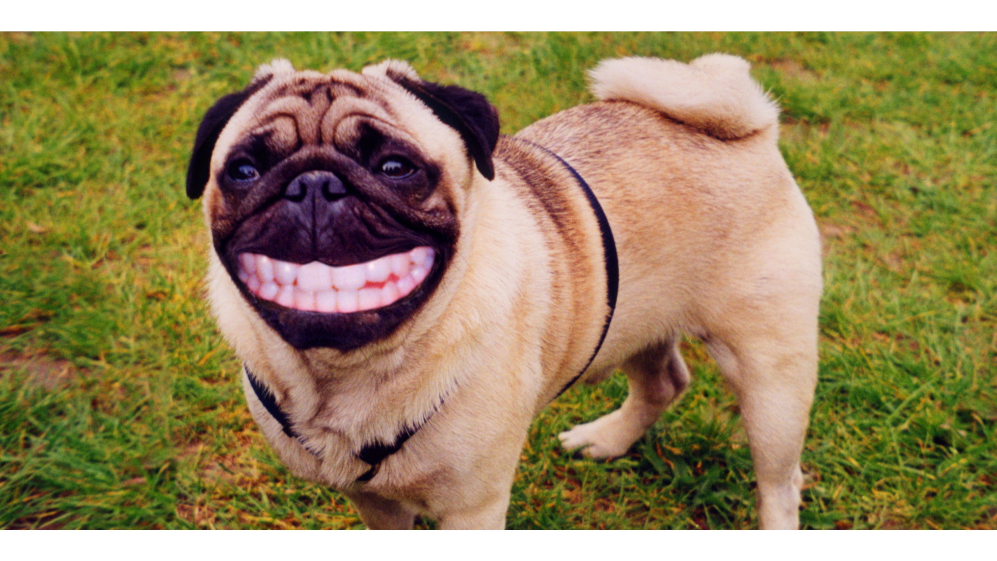 Funny Dog Wallpaper 4k For Pc Infoupdate
