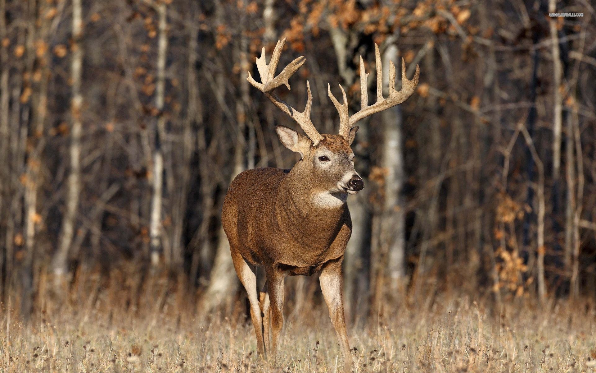 Big Buck Wallpaper 55 Pictures Big Buck Wallpaper 55 Pictures