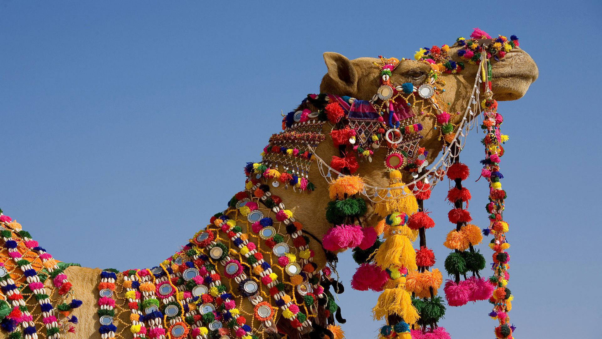 Camel Wallpaper (62+ pictures) - WallpaperSet