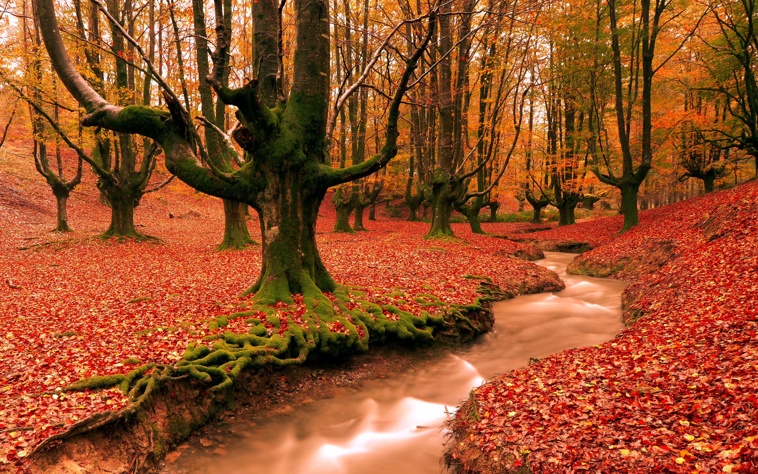 Fall Wallpaper Desktop 69 Pictures 