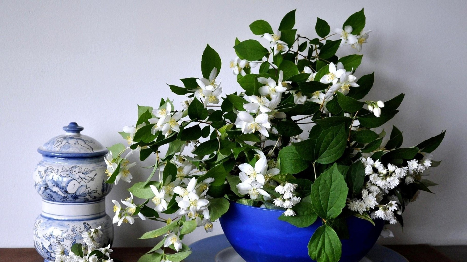 Jasmine Flower Wallpaper (55+ pictures) - WallpaperSet