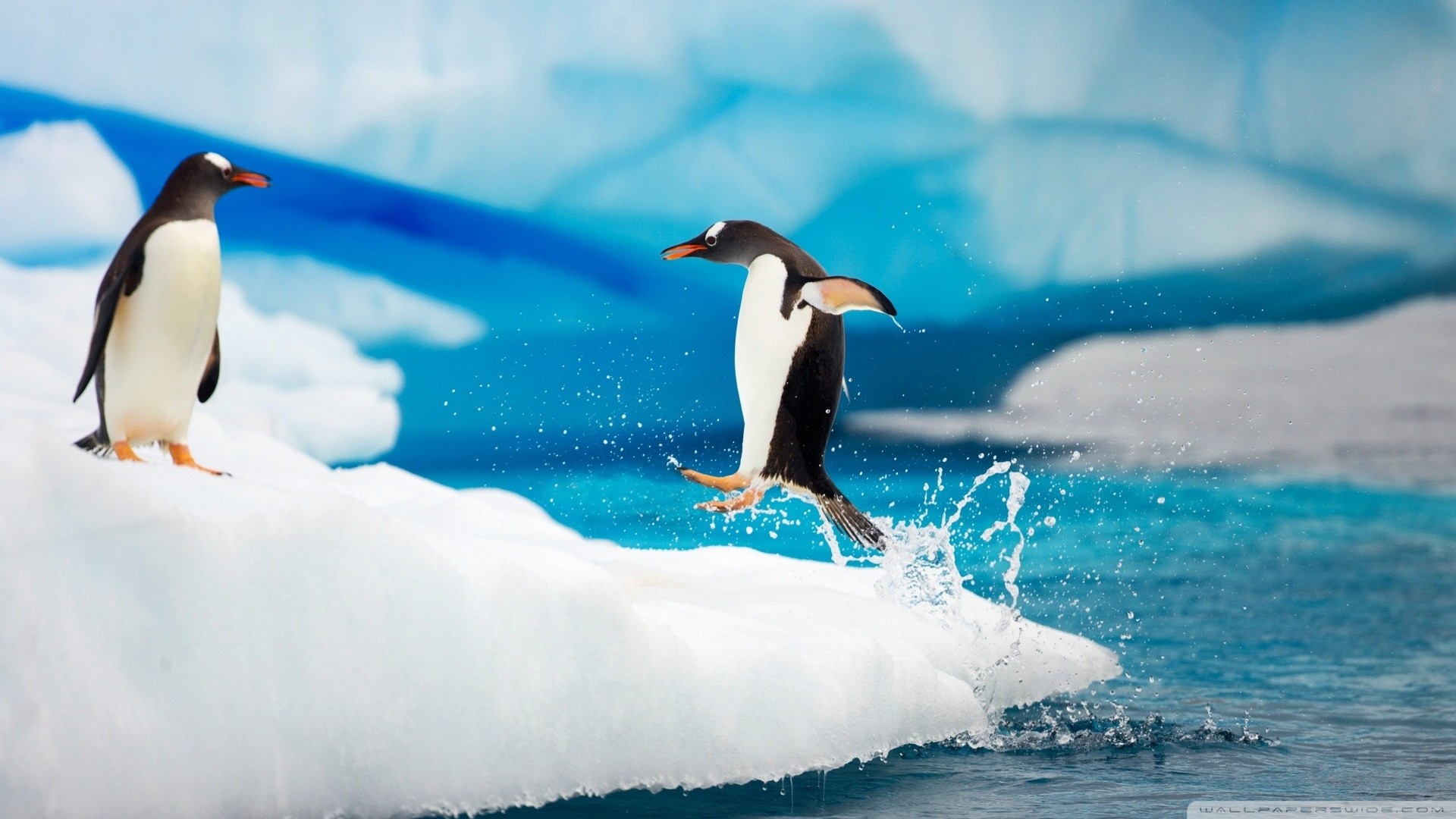 Penguin Wallpaper 60 Pictures WallpaperSet Penguin Wallpaper 60 Pictures WallpaperSet