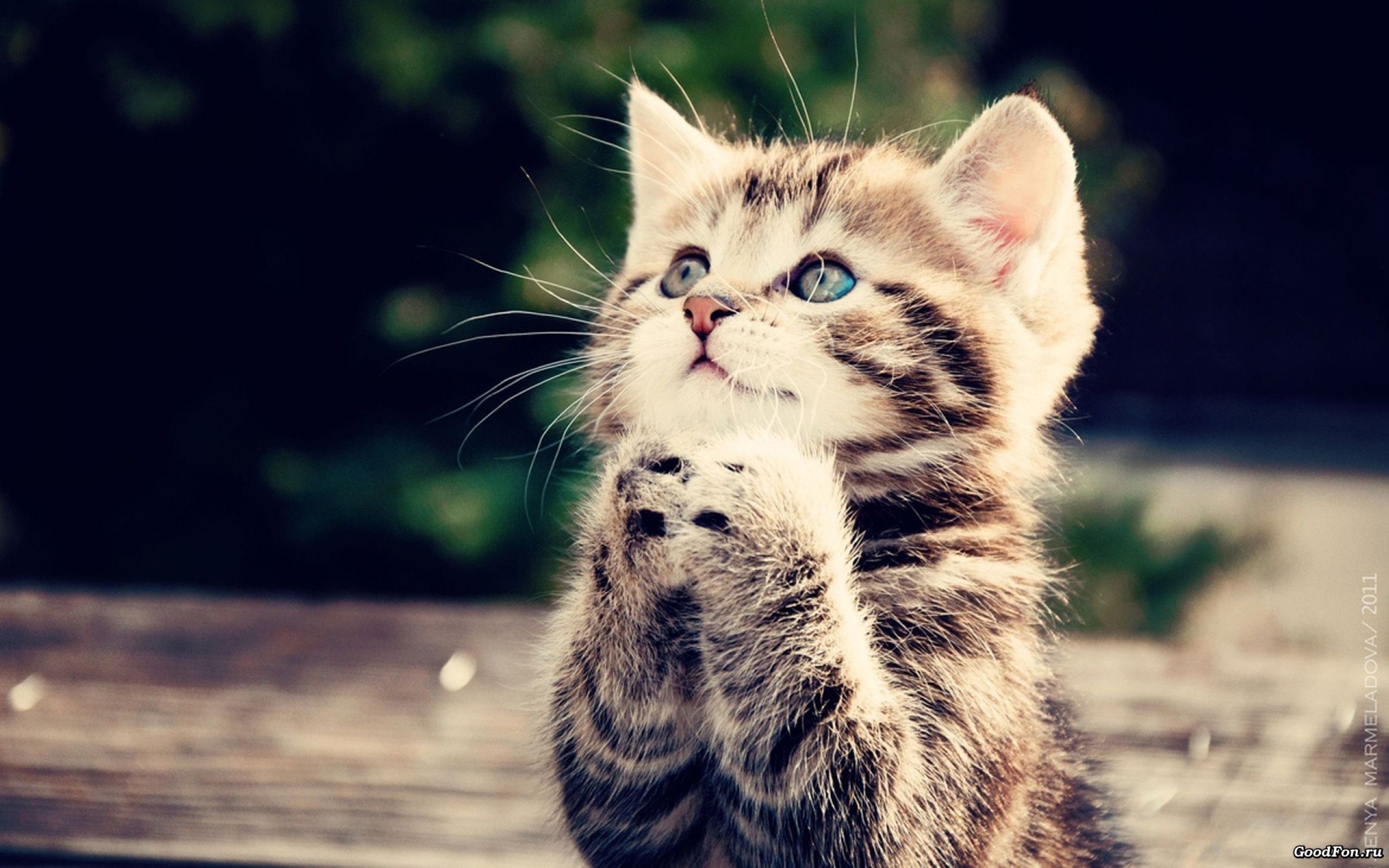 Cat Desktop Background (77+ pictures) - WallpaperSet