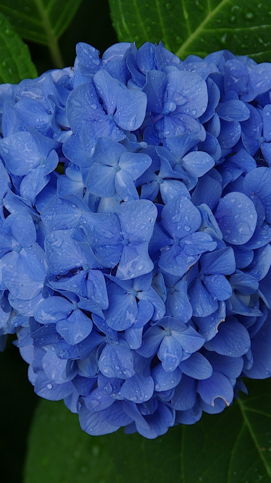 Hydrangea Background (45+ pictures) - WallpaperSet