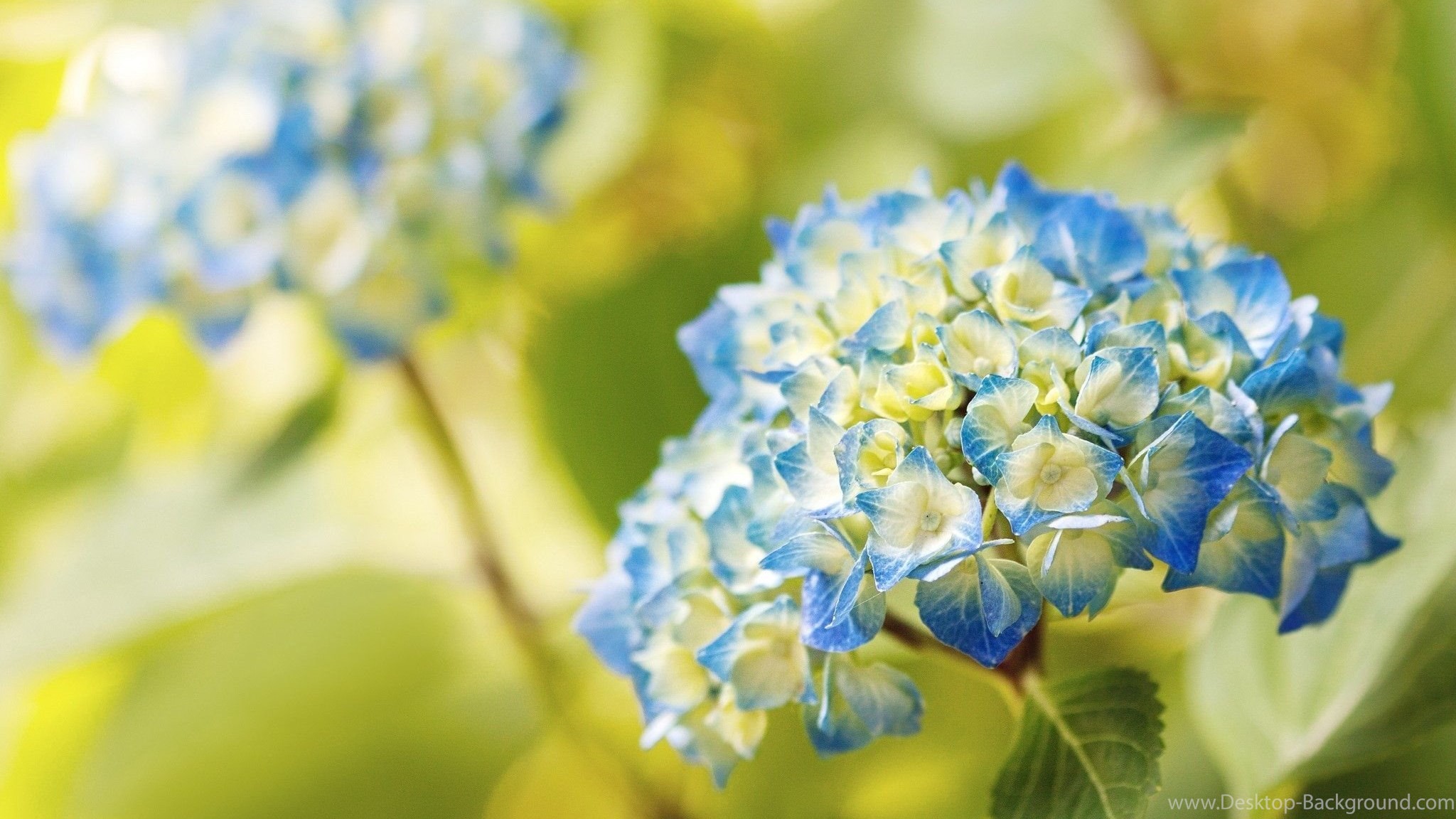 Hydrangea Background (45+ pictures) - WallpaperSet
