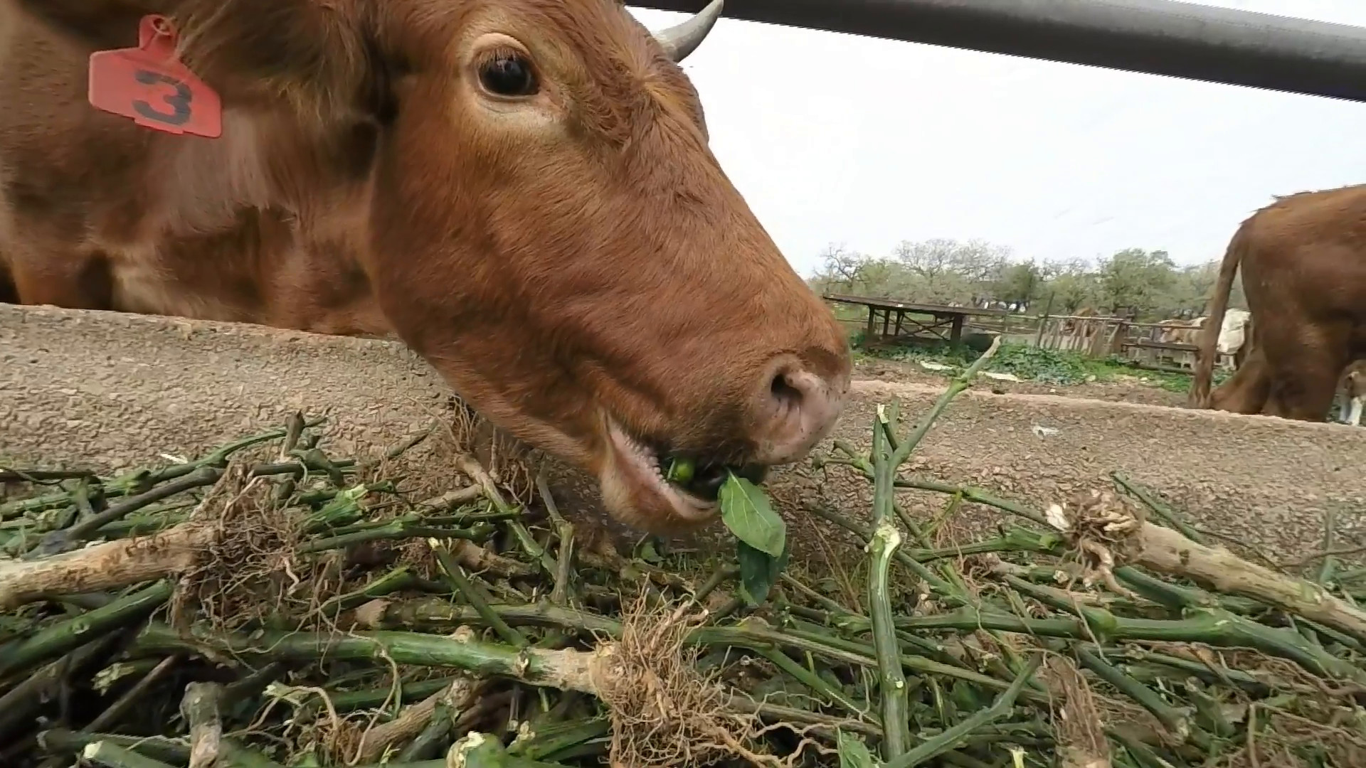 Funny Cow Wallpaper (62+ pictures) - WallpaperSet