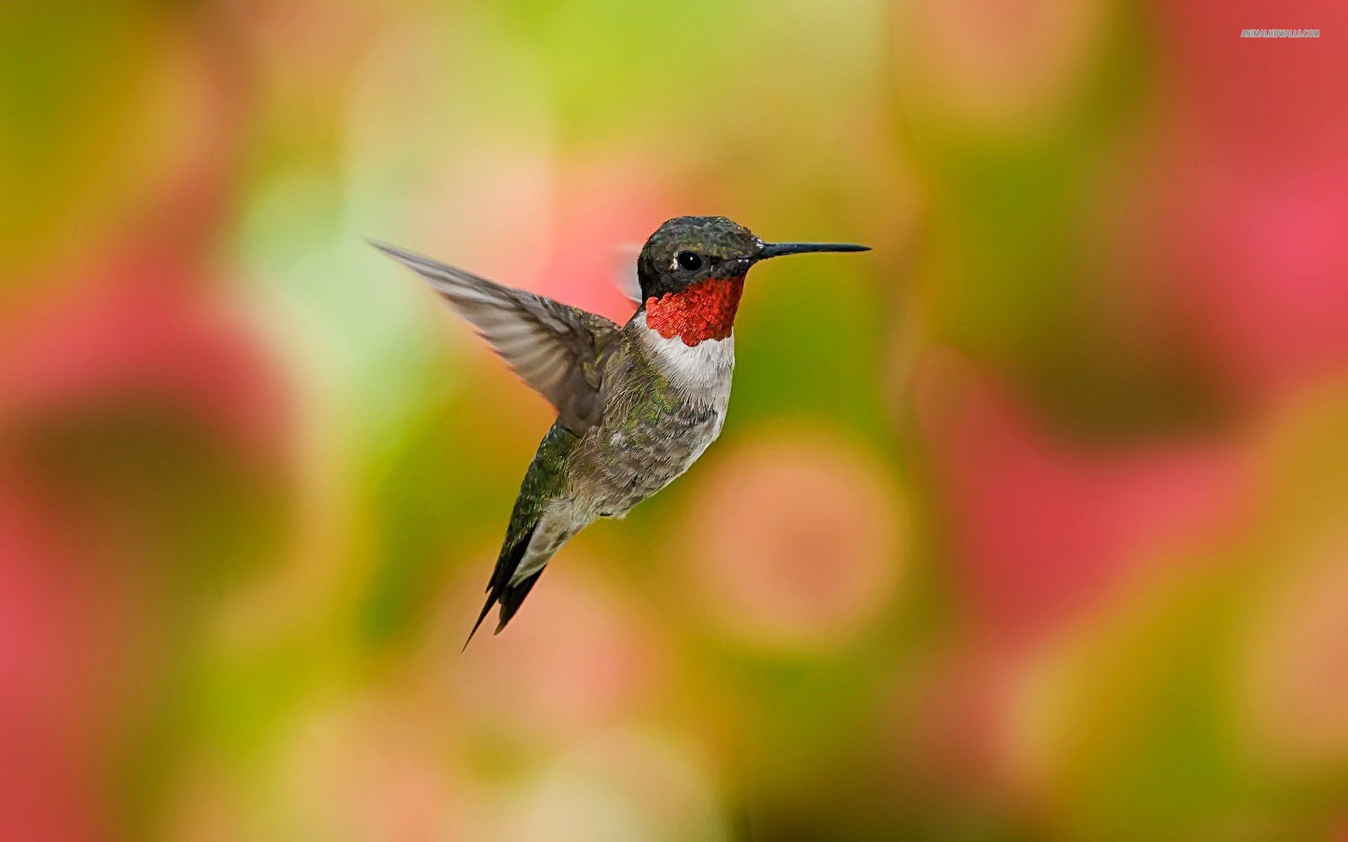Hummingbird Wallpaper Background (65+ pictures) - WallpaperSet