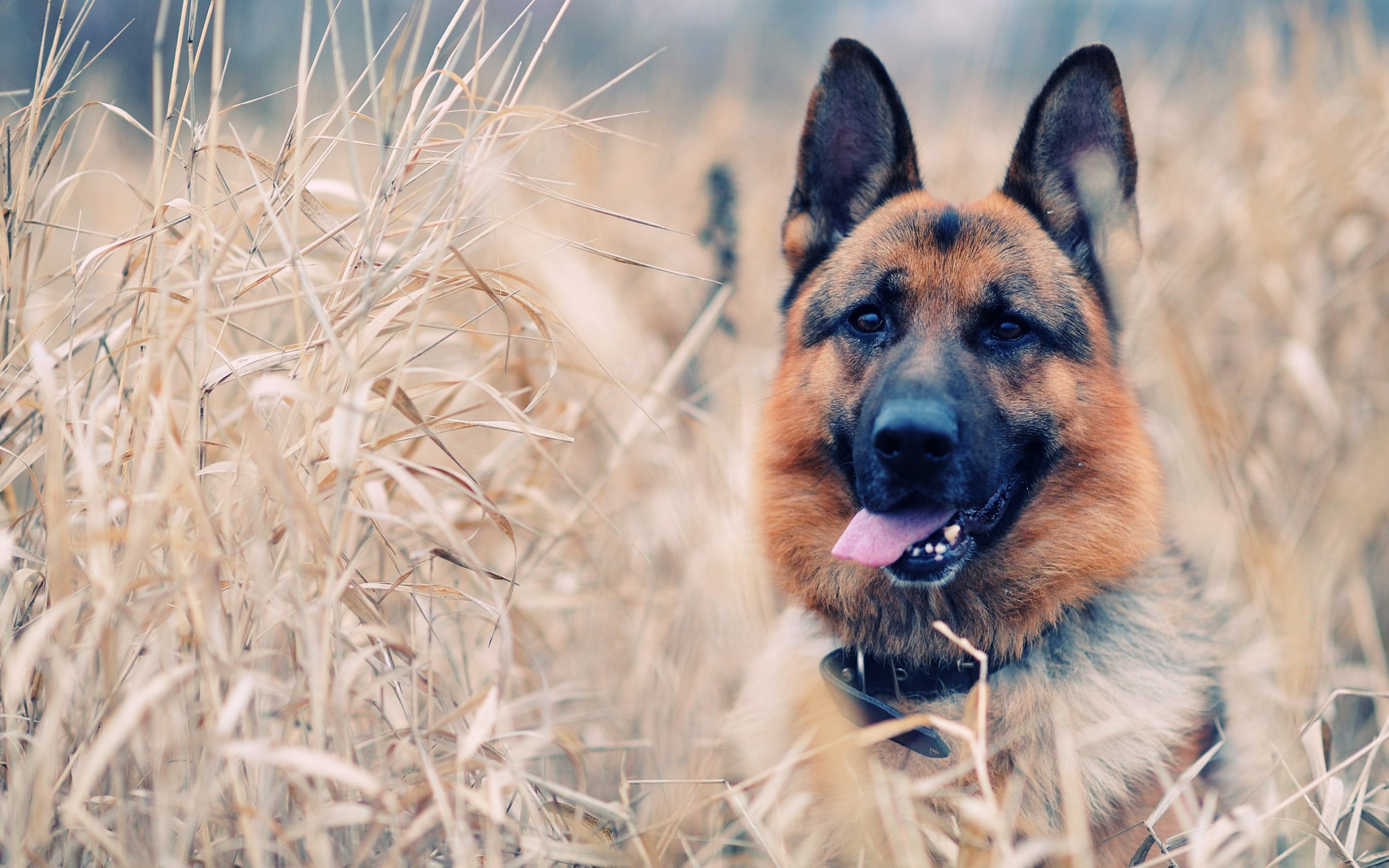 Dog Backgrounds (60+ pictures) - WallpaperSet