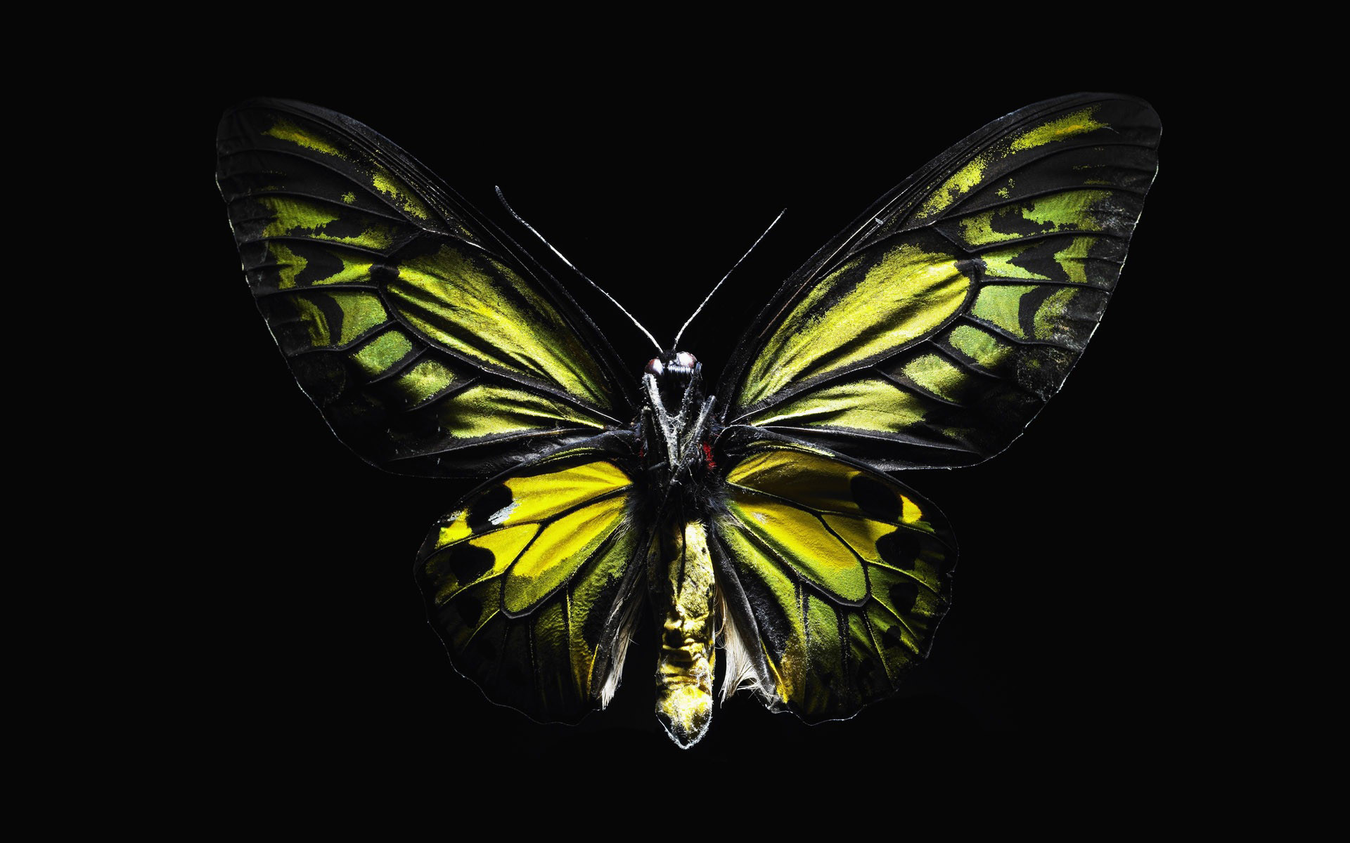 Green Butterfly Wallpaper (65+ pictures) - WallpaperSet