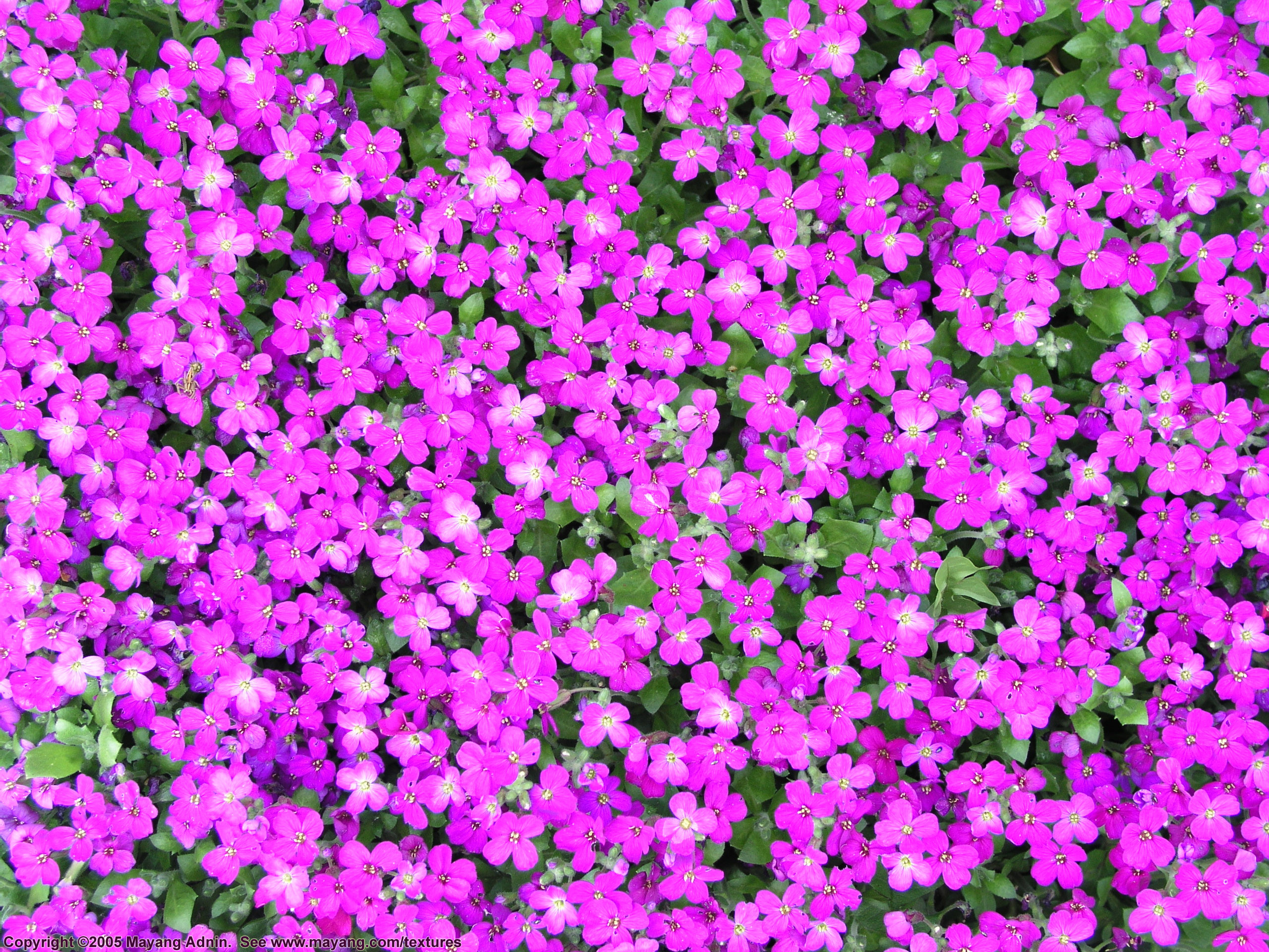 Pink and Purple Flower Backgrounds (59+ pictures) - WallpaperSet