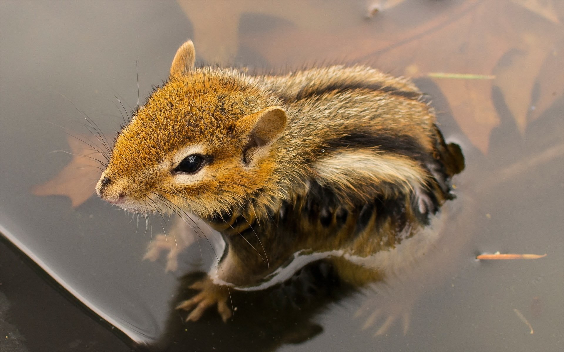 Chipmunk Wallpaper (66+ pictures) - WallpaperSet