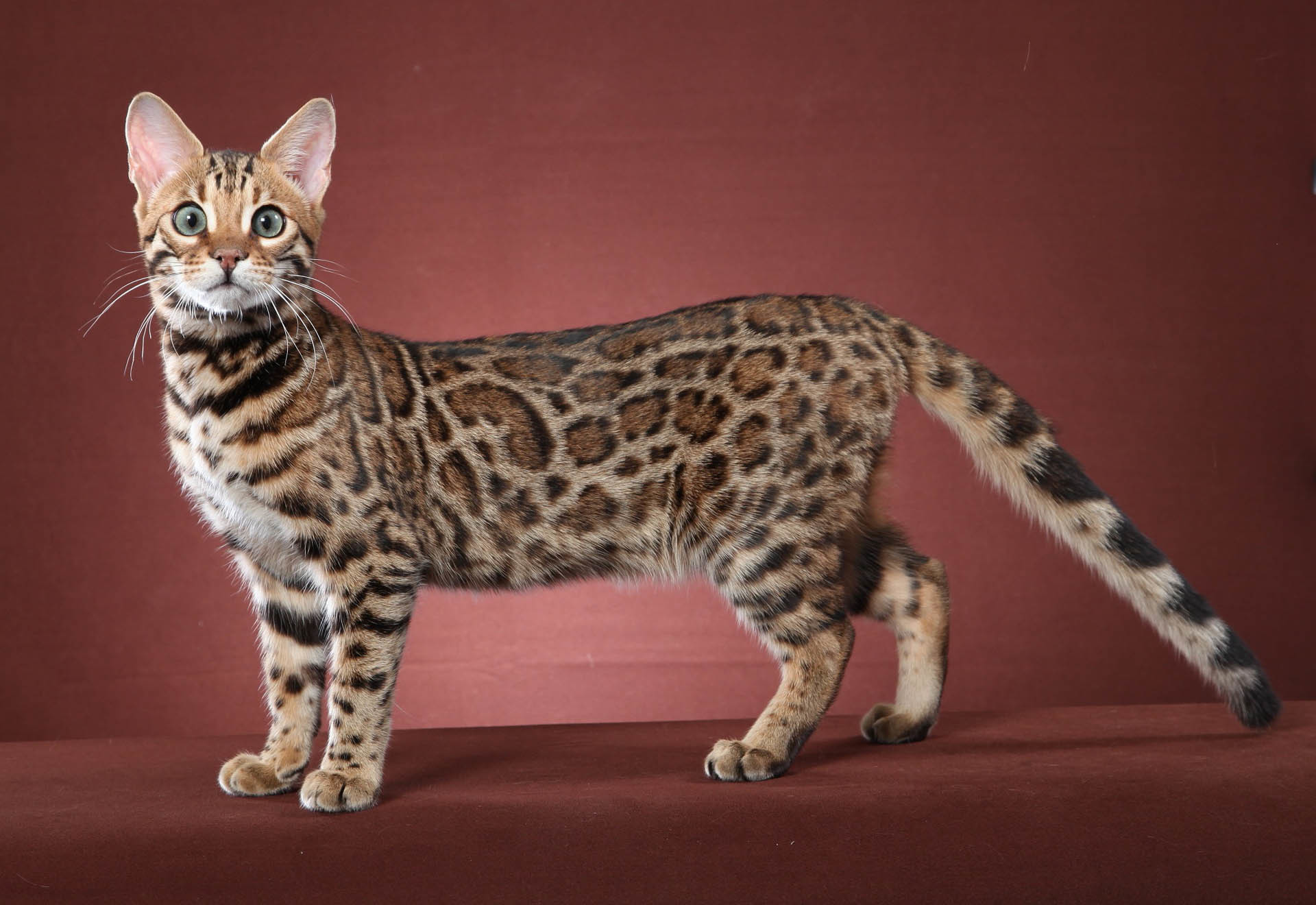 Bengal Cat Wallpaper 59 Pictures WallpaperSet Bengal Cat Wallpaper 59 Pictures WallpaperSet